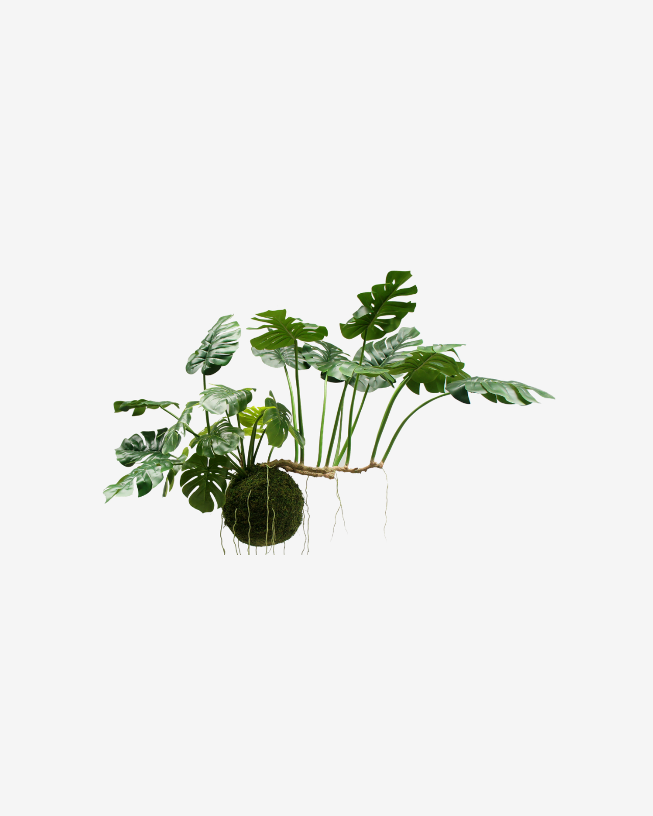 Monstera Hang Green – Opulin by Sources Unlimited